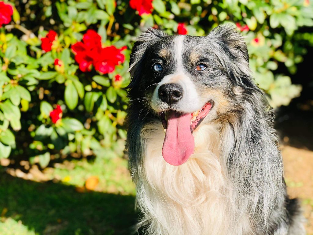 Accueil - Elevage du domaine de keroual - eleveur de chiens Mini Berger ...